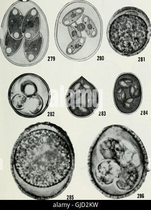 . The coccidian parasites (Protozoa, Sporozoa) of rodents. Coccidium ...