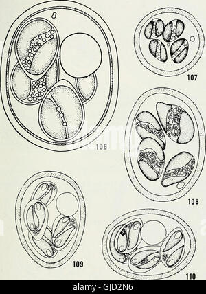 This 1965 study focuses on the coccidian parasites (Protozoa, Sporozoa ...