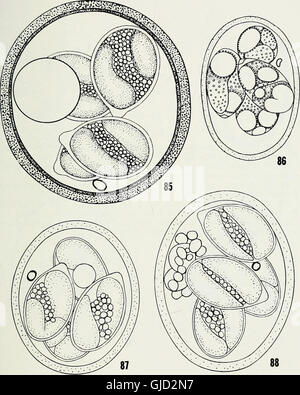 . The coccidian parasites (Protozoa, Sporozoa) of rodents. Coccidium ...