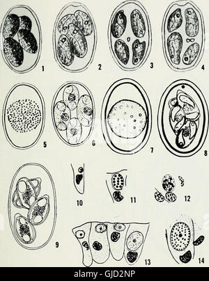 . The coccidian parasites (Protozoa, Sporozoa) of rodents. Coccidium ...