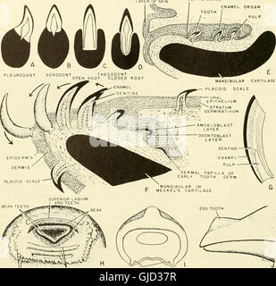 This 1953 work on comparative embryology explores the developmental ...