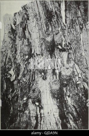 'The Bird, Its Form and Function' (1906) explores the anatomical ...