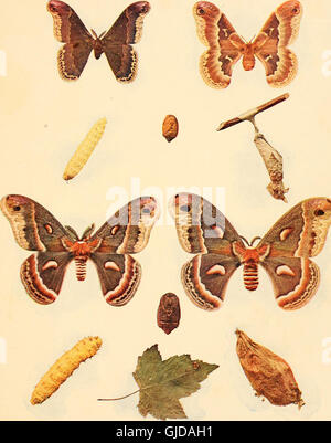 'Birds and Nature' (1900) explores the relationship between birds and ...