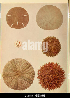 Birds and Nature (1903) explores various bird species and their natural ...