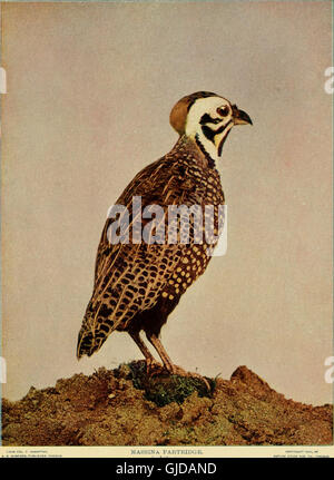 Birds and Nature (1900) is a publication focused on the study and ...