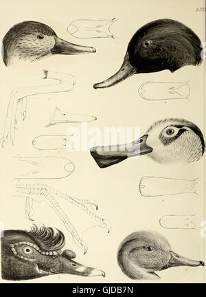 This 1849 work details the classification of birds into genera ...
