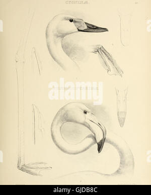 This 1849 work details the genera of birds, including their generic ...