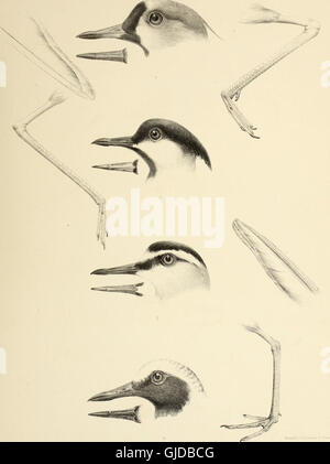 This 1849 work categorizes bird genera, detailing their generic ...