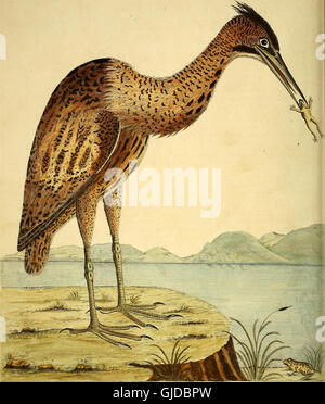 This 1731 work provides a detailed natural history of birds ...