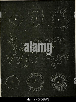 'The Cell: Outlines of General Anatomy and Physiology' (1895) outlines ...