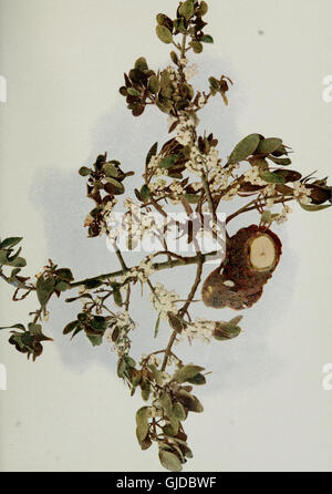 Nature Neighbors is a collection of articles on birds, plants, animals ...