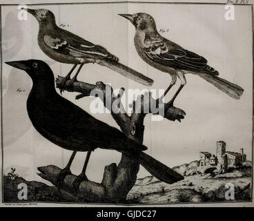 This work provides a systematic classification of birds, detailing ...
