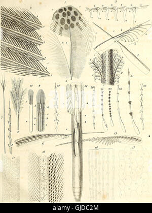 This work on pterylography focuses on the detailed study of feather ...