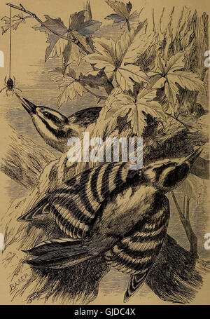 'Cecil's Book of Birds' (1869) is a comprehensive guide to bird species ...