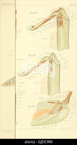 A 1902 work on comparative anatomy, specifically focusing on the ...