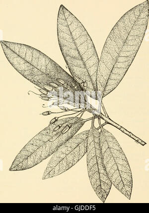 'West Virginia Trees' (1920) provides a detailed catalog of tree ...