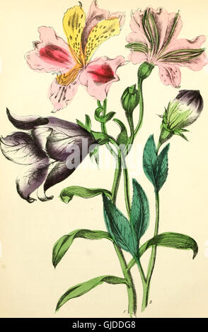 The American Flora offers a comprehensive history and description of ...