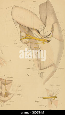 This 1880 study focuses on the comparative anatomy of the pelvic ...
