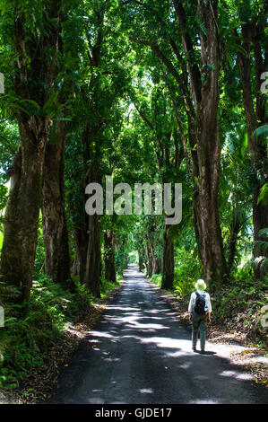 A grove of mango trees Stock Photo - Alamy