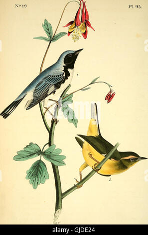 *The Birds of America* (1840), by John James Audubon, features detailed ...