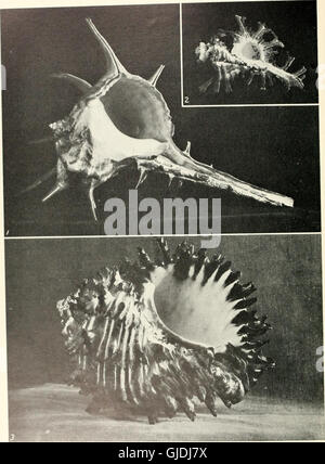 The shell book (1908 Stock Photo - Alamy