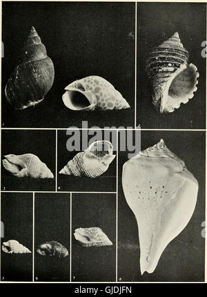 The shell book (1908 Stock Photo - Alamy
