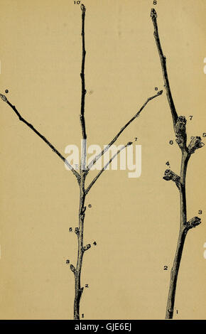 . The pruning-book; a monograph of the pruning and training of plants ...