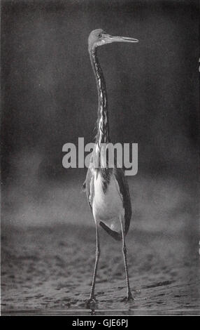 'Coast Watch' (1979) is a documentary film that highlights the ...