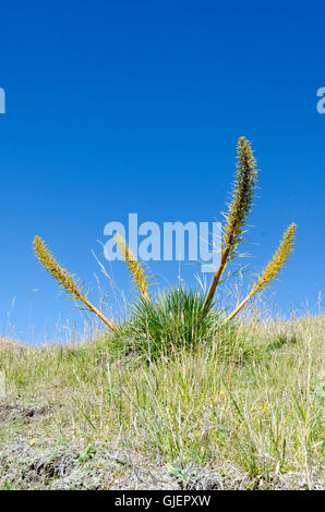 Wild Spaniard grass, Muzzle Station, Clarence River, South Island, New ...