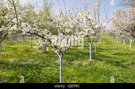 Blossoming plum tree in spring. White flower petals of a fruit tree on ...
