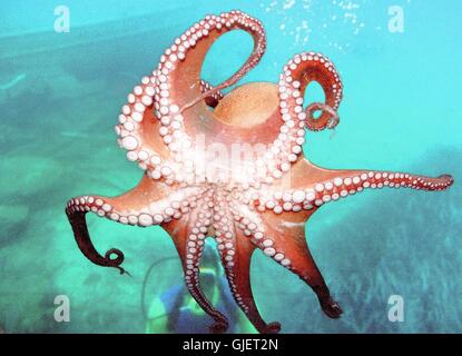 octopus octopi mollusc animals sepia fish underwater dive squid polyp ...