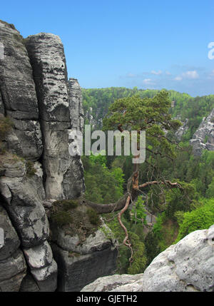 Life Finds a Way Stock Photo - Alamy