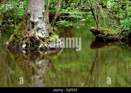 tree trees rooted coalesce root snaggy river water wurzelwerk auwald ...