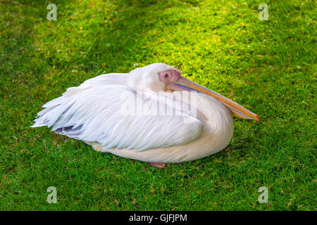 Friendly colorful pelican picture Stock Photo - Alamy