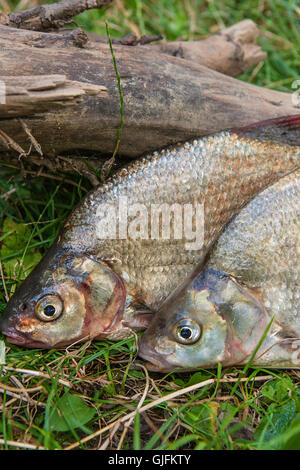 Two bream fish on grass background. Black and white Stock Photo - Alamy