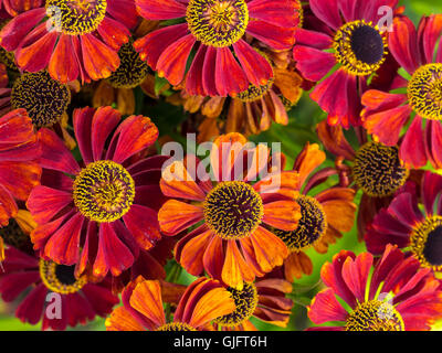 Beautiful yellow flowers of Helenium autumnale or sneezeweed Stock ...