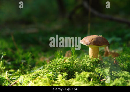 moss mushrooms mushroom fungus radiation radioactive radioactivity ...