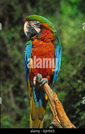 bird, parrot, beautiful, beauteously, nice, big, large, enormous ...