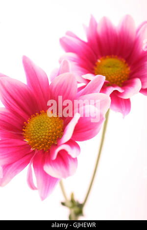 Flower Still Life Stock Photo - Alamy