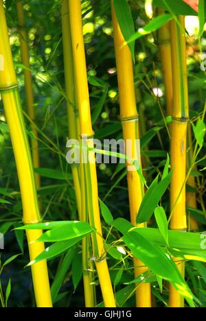 bamboo blade reed meadow grass lawn green tube pipe plant leaf leaves ...