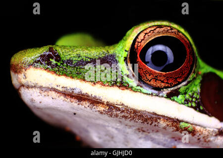 Amazon rainforest. Tree frog Stock Photo - Alamy