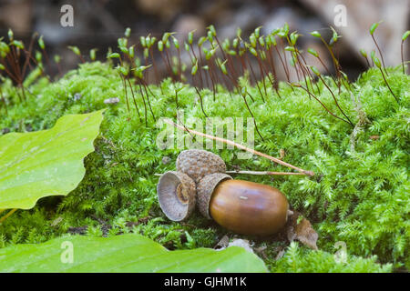 green soft fruit sperm wet cool moss moist fir needles germ bud acorn ...