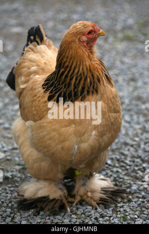feathering chicken female hen hens chickens bird brown brownish ...