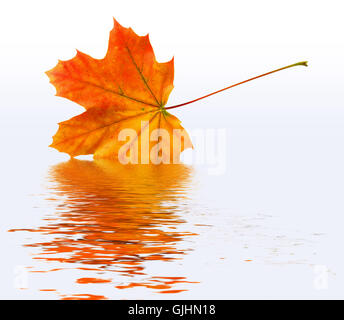 red maple leaf with tear Stock Photo - Alamy