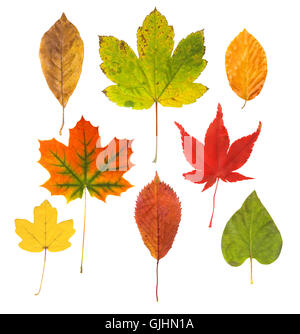 red maple leaf with tear Stock Photo - Alamy