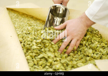 Beer with brewery hop Stock Photo - Alamy