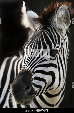 detail animal bw black swarthy jetblack deep black blank european ...