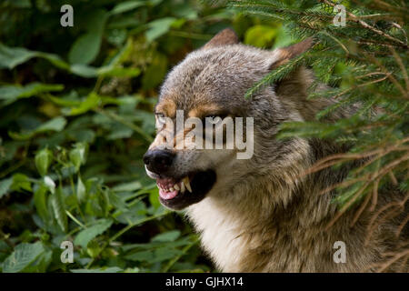 the evil wolf Stock Photo - Alamy