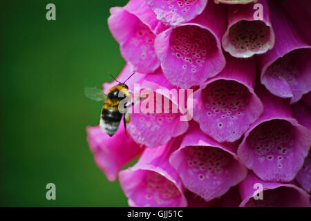 Hummel flying to Fingerhut Stock Photo - Alamy