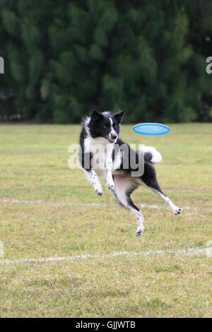 sport, sports, dog, spring, bouncing, bounces, hop, skipping, frisks ...